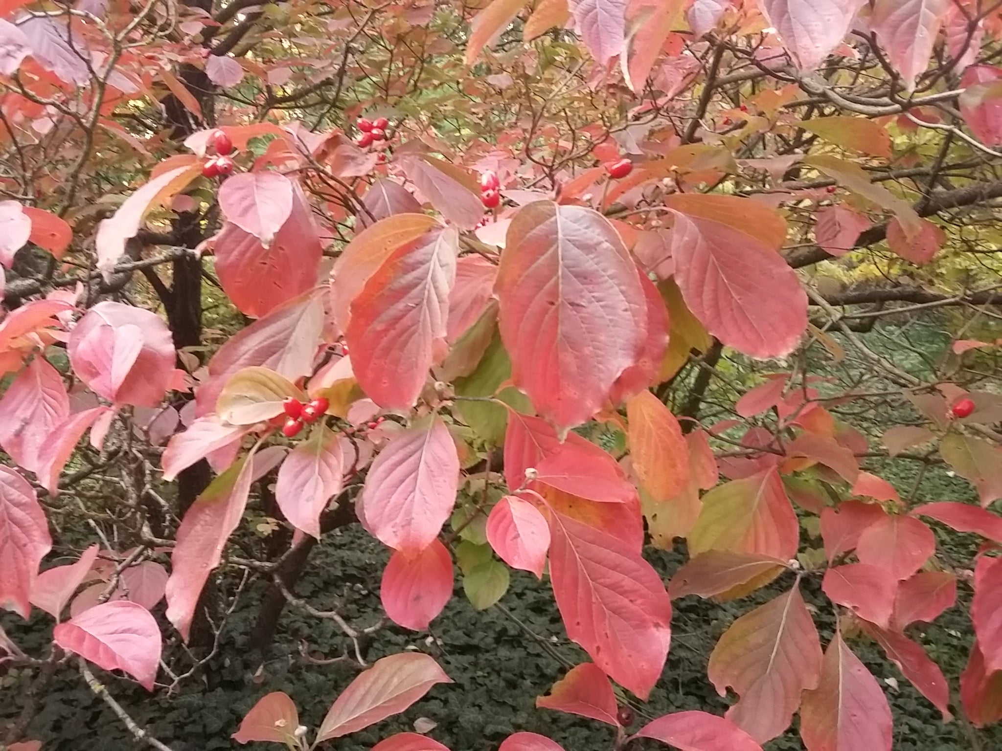 Fruta Dogwood Florida
