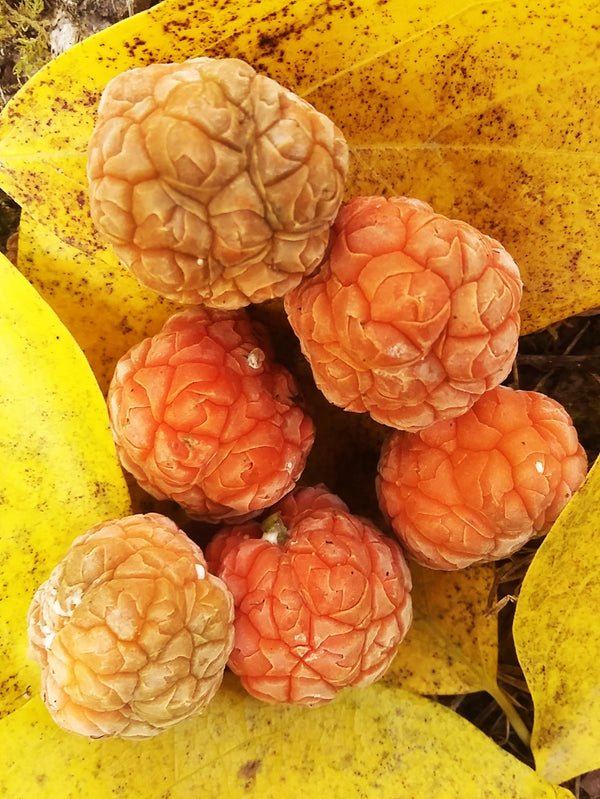 Maclura tricuspidata - Chinese Mulberry - Jurassicplants Nurseries