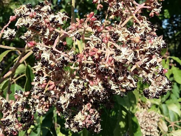 Tetradium daniellii - Bee Tree - Jurassicplants Nurseries