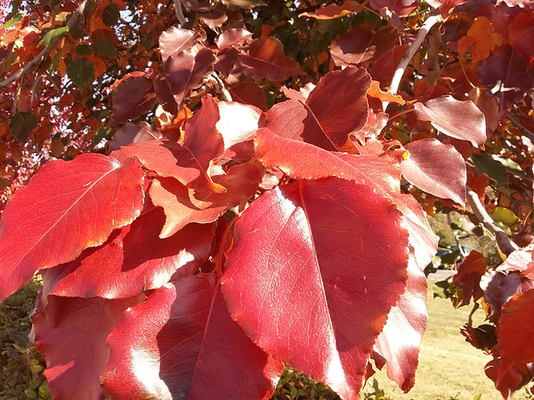 Pyrus calleryana - Callery Pear - Jurassicplants Nurseries