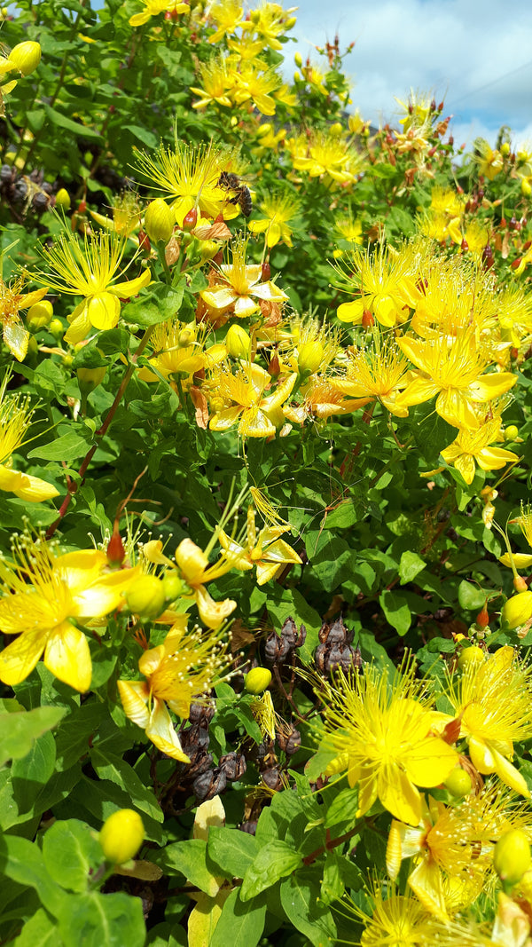 Hypericum perforatum - St John's Wort - Jurassicplants Nurseries