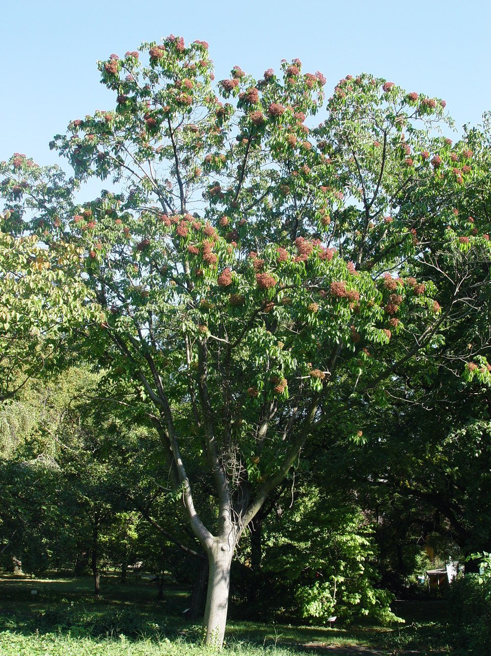 Tetradium daniellii - Bee Tree - Jurassicplants Nurseries