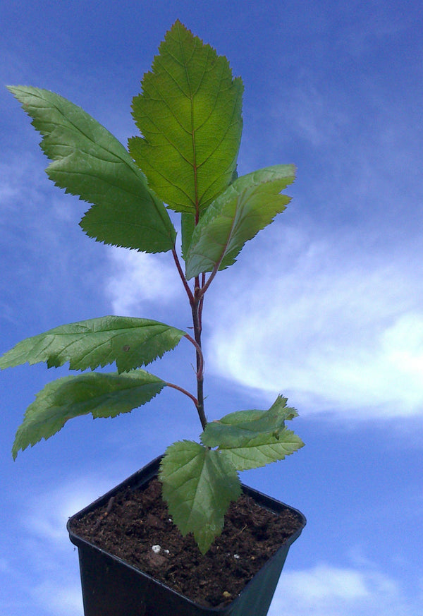 Malus ioensis - Prairie Crabapple - Jurassicplants Nurseries
