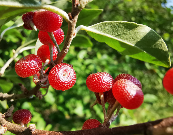 Forgotten Fruit Shrubs - Jurassicplants Nurseries