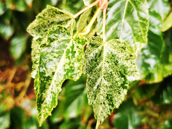 Acer 'Silver Cardinal' - Silver Cardinal Maple - Jurassicplants Nurseries