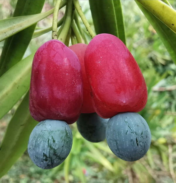 Podocarpus neriifolius - Oleander Podocarp, Brown Pine - Jurassicplants ...