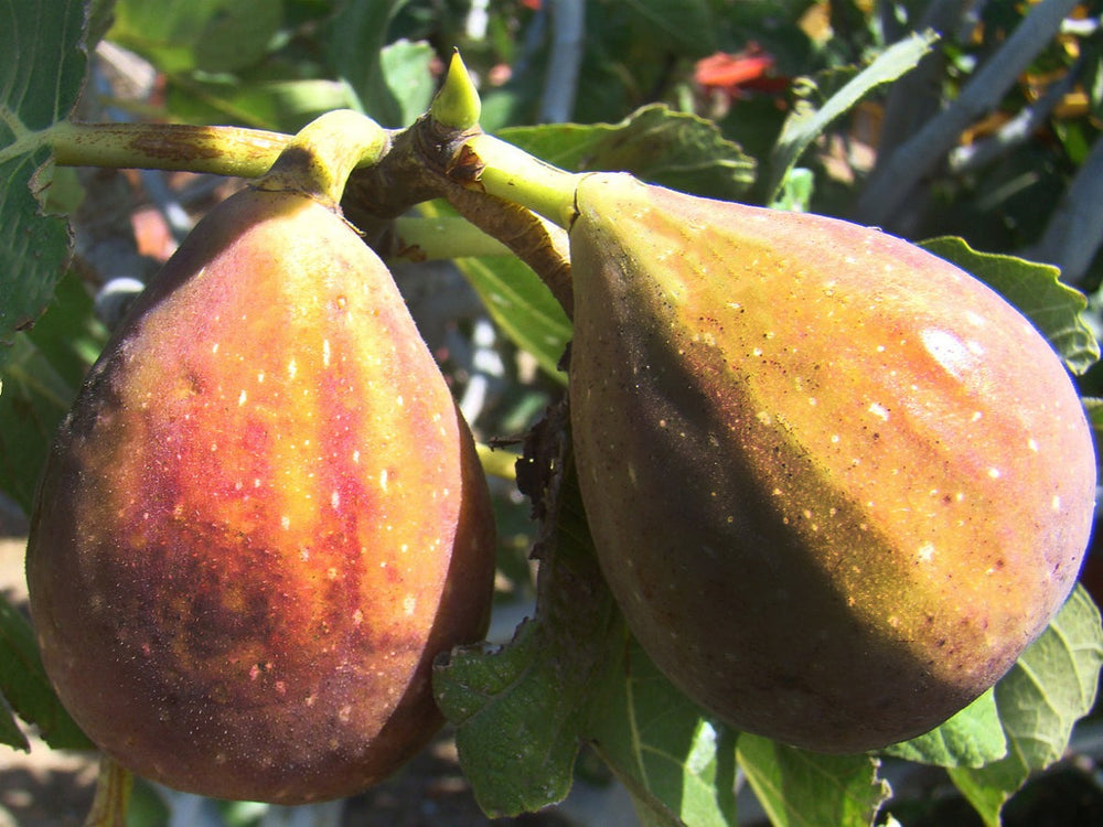 Funky Figs - Jurassicplants Nurseries