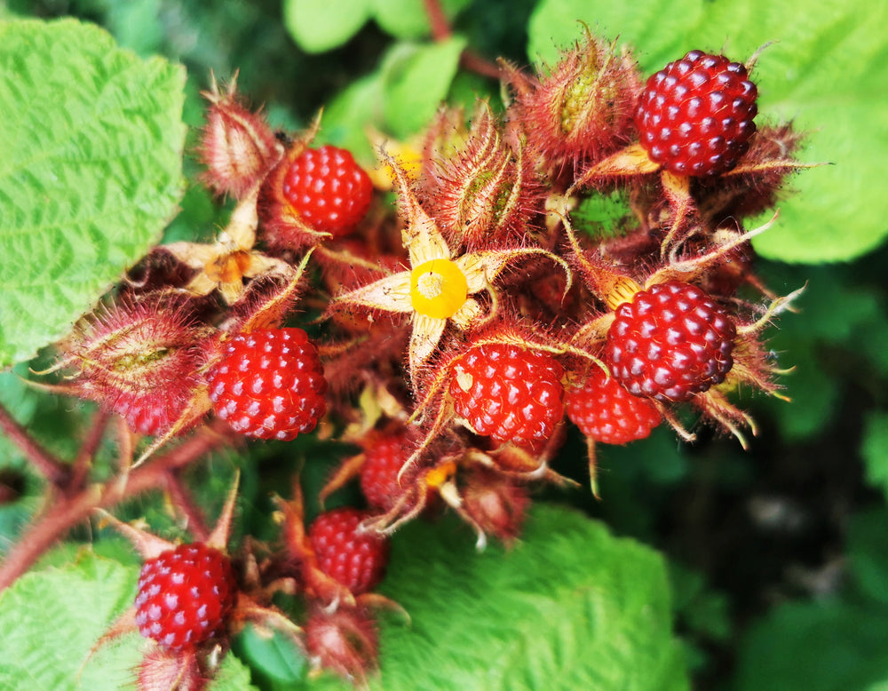 Rubus phoenicolasius - Japanese Wineberry - Jurassicplants Nurseries