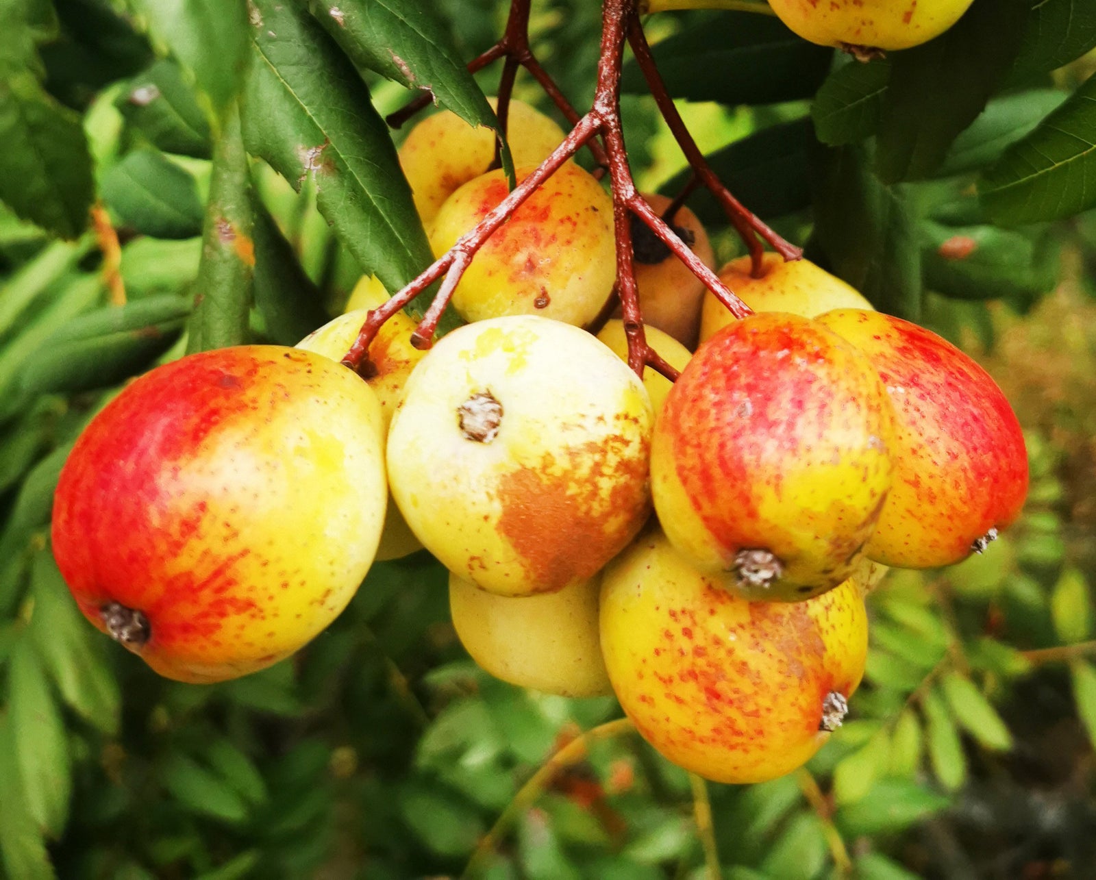 Sorbus domestica - True Service Tree, Sorb Tree - Jurassicplants Nurseries