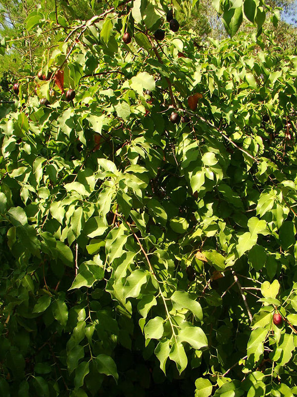 Prunus ilicifolia - Evergreen Cherry - Jurassicplants Nurseries