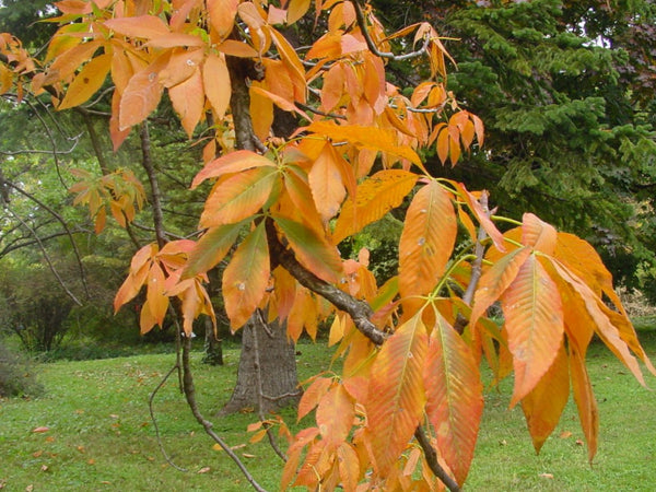 Plants Tagged "spring flowering" - Jurassicplants Nurseries