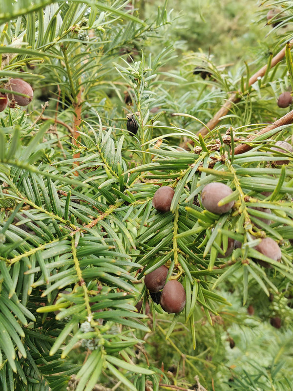 Cephalotaxus fortunei, Plum Yew, conifer, evergreen, plant, fruit ...