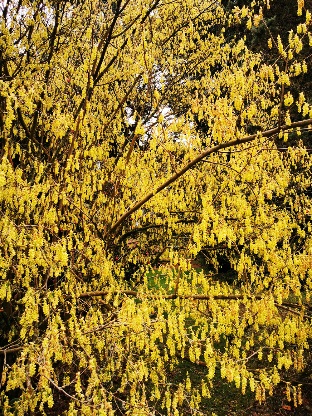 Corylopsis sinensis - Chinese Winter Hazel - Jurassicplants Nurseries