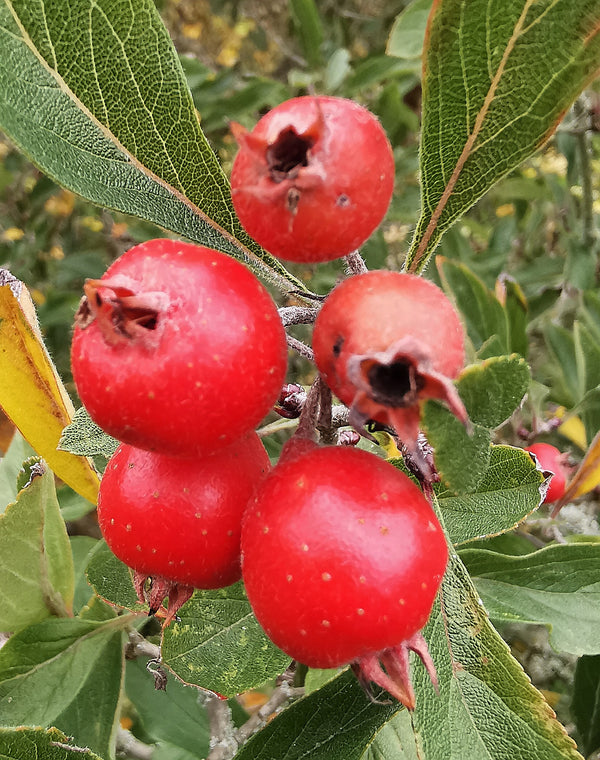 Crataegus mexicana - Mexican Hawthorn - Jurassicplants Nurseries