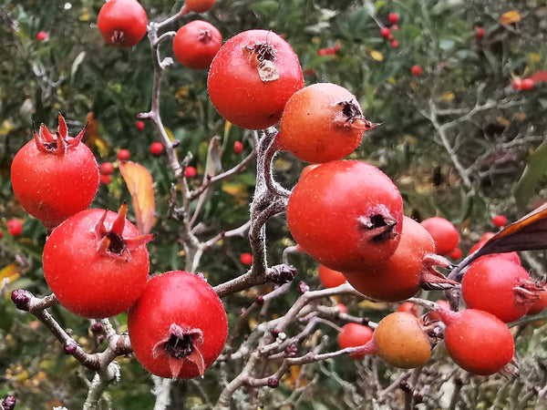 Crataegus mexicana - Mexican Hawthorn - Jurassicplants Nurseries