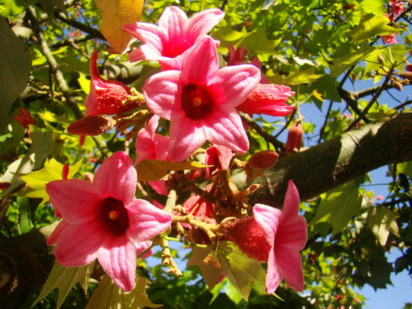 Brachychiton discolor - Pink Flame Tree - Jurassicplants Nurseries