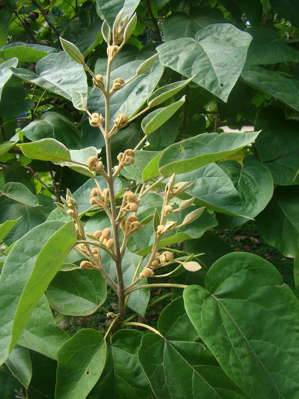 Acca sellowiana, Pineapple Guava, evergreen, fruit, edible, shrub ...