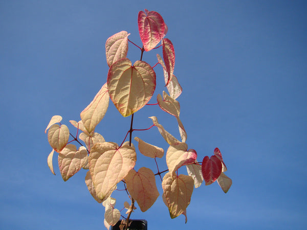 Cercidiphyllum japonicum - Toffee Apple Tree, Katsura Tree ...