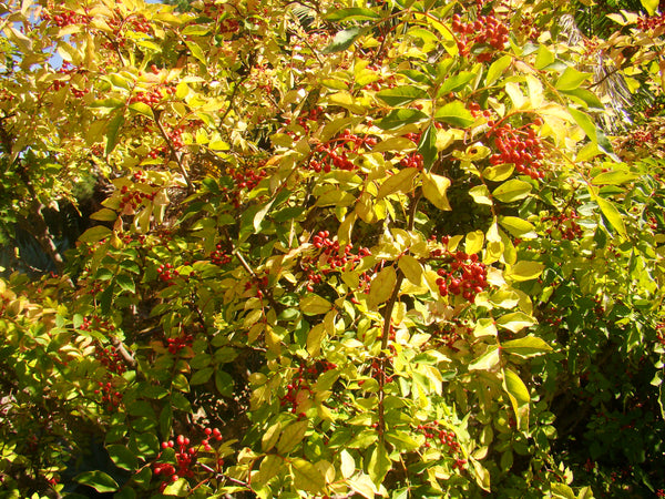 Zanthoxylum simulans - Sechuan pepper, Chinese Pepper Tree ...