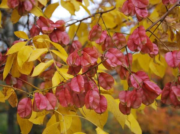 Koelreuteria integrifolia - Chinese Flame Tree, Golden Rain Tree - 4 F ...