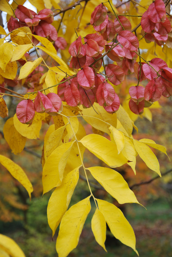 Koelreuteria integrifolia - Chinese Flame Tree, Golden Rain Tree - 4 F ...