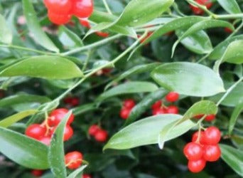 Danae racemosa - Alexandrian Laurel - Jurassicplants Nurseries