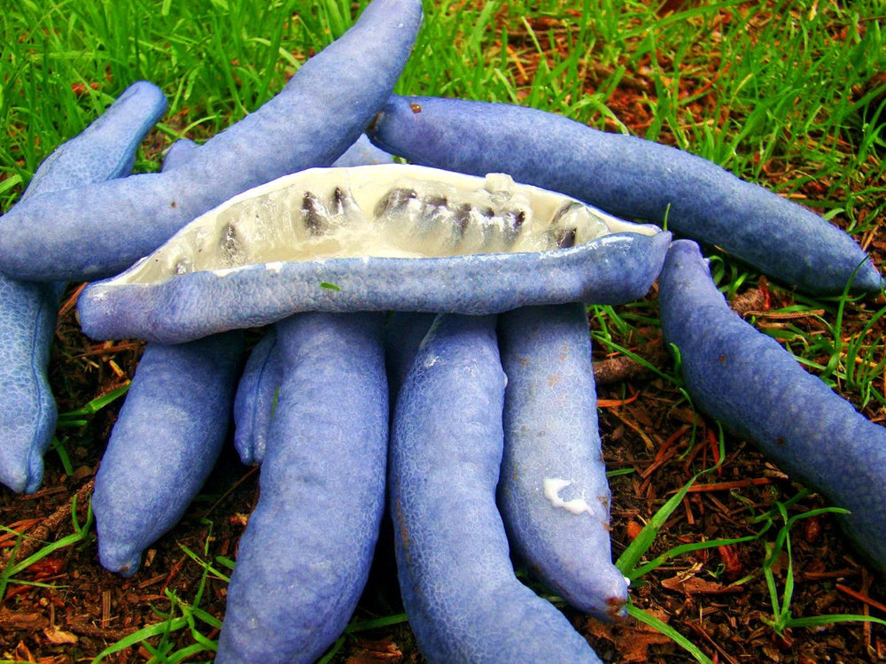 Decaisnea fargesii - Blue Sausage Shrub - Jurassicplants Nurseries