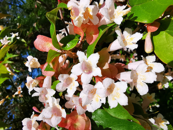 Dipelta floribunda - Rosy Dipelta - Jurassicplants Nurseries