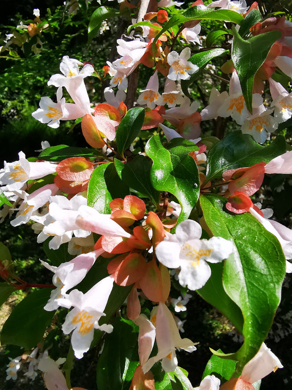 Dipelta floribunda - Rosy Dipelta - Jurassicplants Nurseries