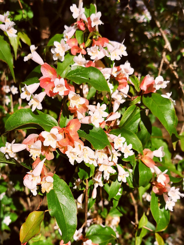 Dipelta floribunda - Rosy Dipelta - Jurassicplants Nurseries