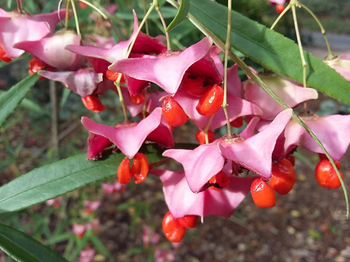 Euonymus cornutus – Five Horned Spindle - Jurassicplants Nurseries