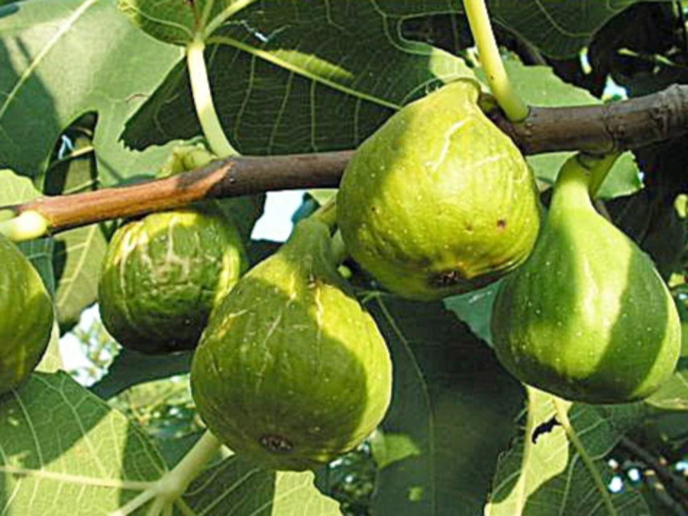 Ficus carica Green Sweet - Fig Tree Green Sweet - Jurassicplants Nurseries