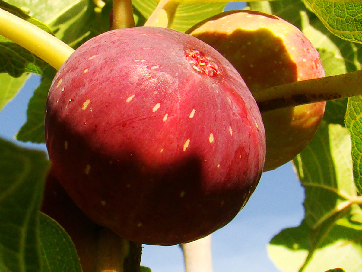 Funky Figs - Jurassicplants Nurseries