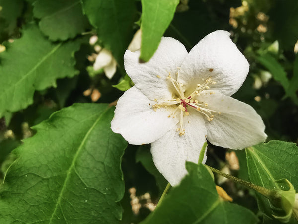 Hoheria populnea - Otago Ribbonwood, New Zealand Mallow, Lacebark ...