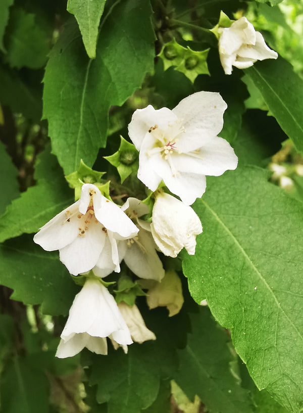 Hoheria populnea - Otago Ribbonwood, New Zealand Mallow, Lacebark ...