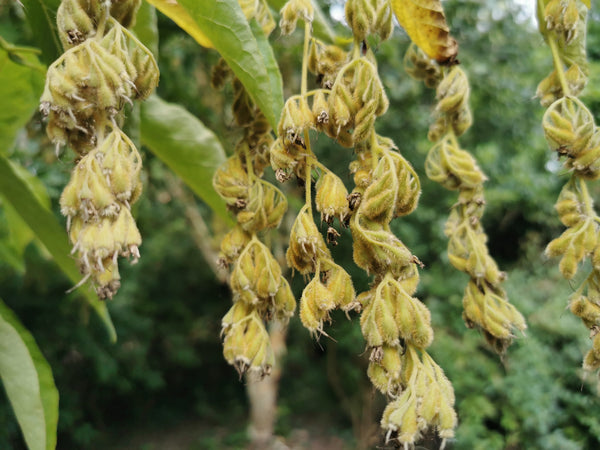 Pterostyrax hispida – Fragrant Epaulette Tree - Jurassicplants Nurseries