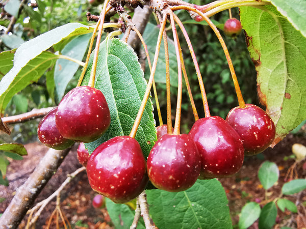 Malus sikkimensis – Sikkim Crabapple - Jurassicplants Nurseries