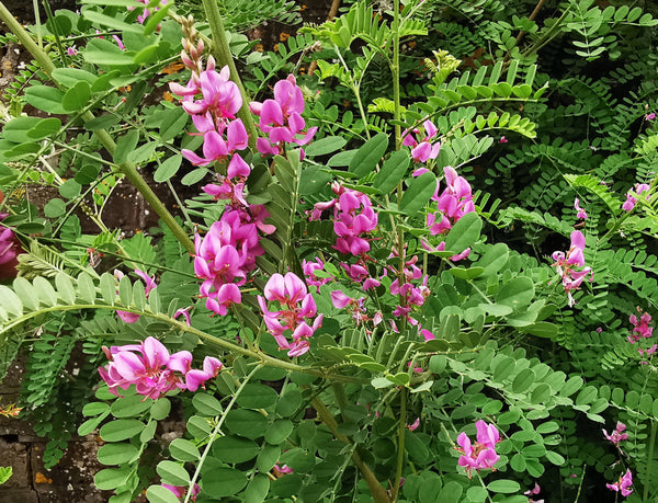Indigofera heterantha - Himalayan Indigo Shrub - Jurassicplants Nurseries