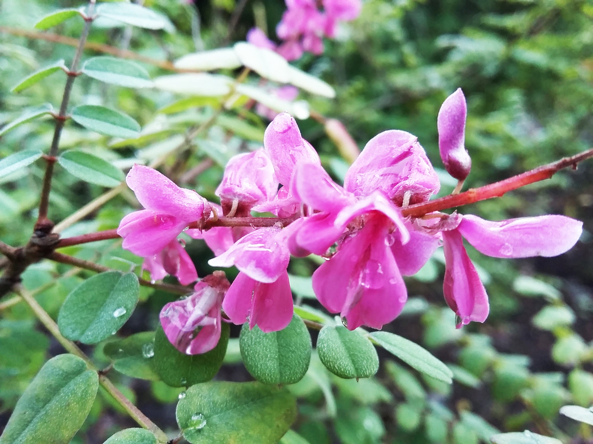 Indigofera Australis Colorful Flowers Of Australian Indigo, Indigofera