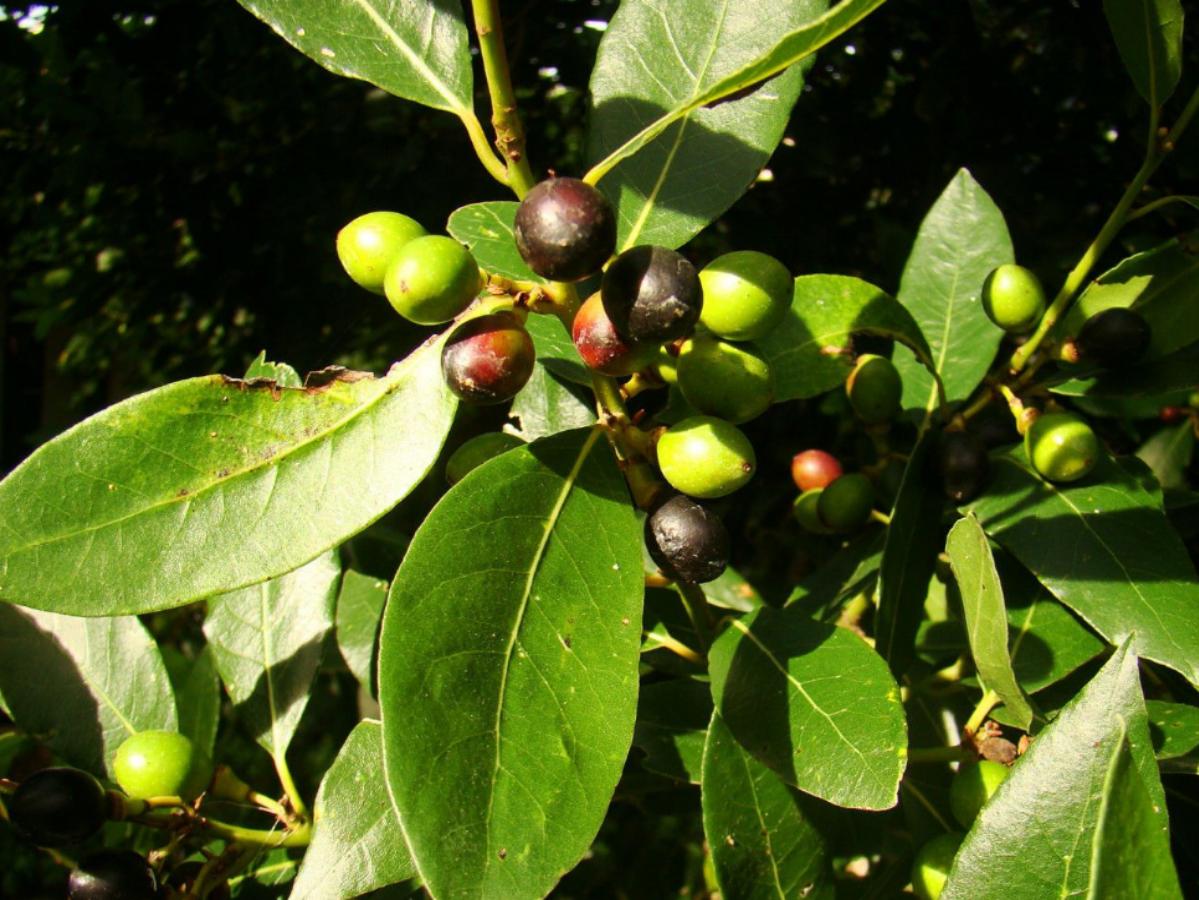 Laurus nobilis - Bay Tree, Bay Laurel - Jurassicplants Nurseries