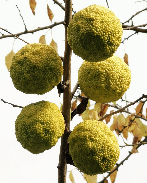 Maclura pomifera - Osage Orange or Monkey Ball Tree - Jurassicplants ...