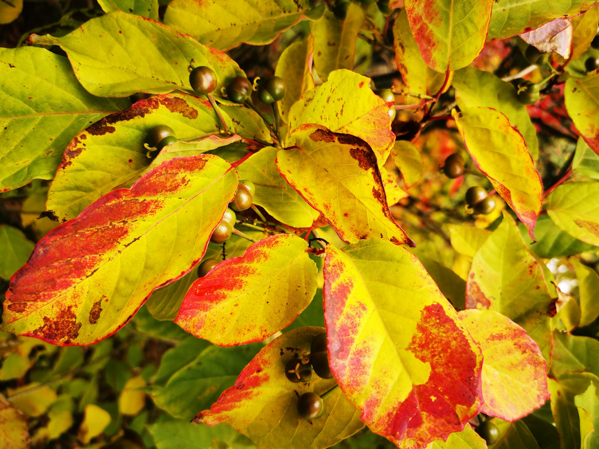 Neoshirakia japonica - Milk Tree, Tallow Tree - Jurassicplants Nurseries