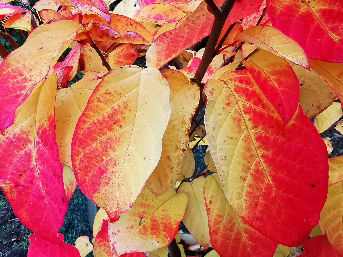 Neoshirakia japonica - Milk Tree, Tallow Tree - Jurassicplants Nurseries