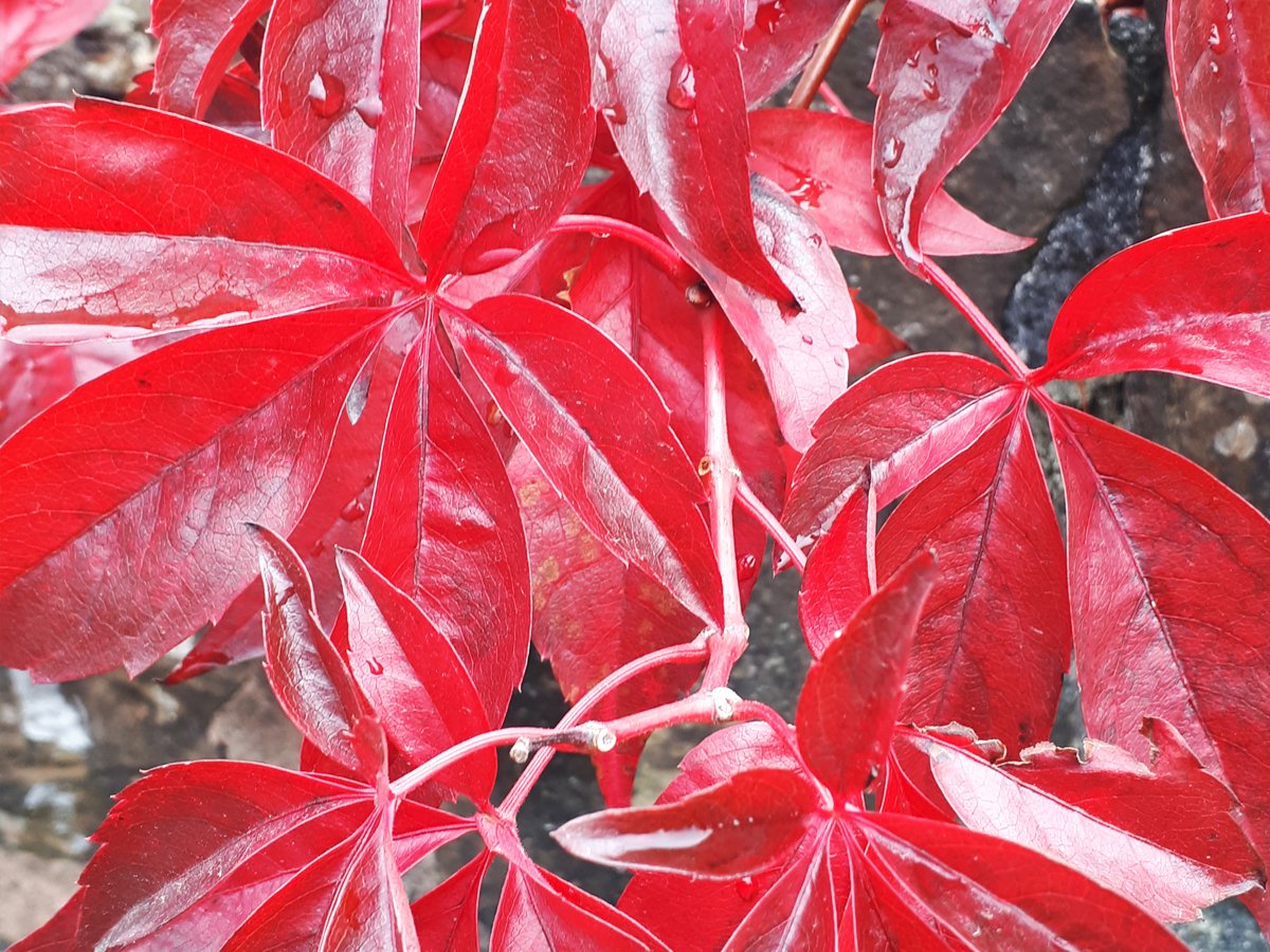 Partenocissus Quinquefolia