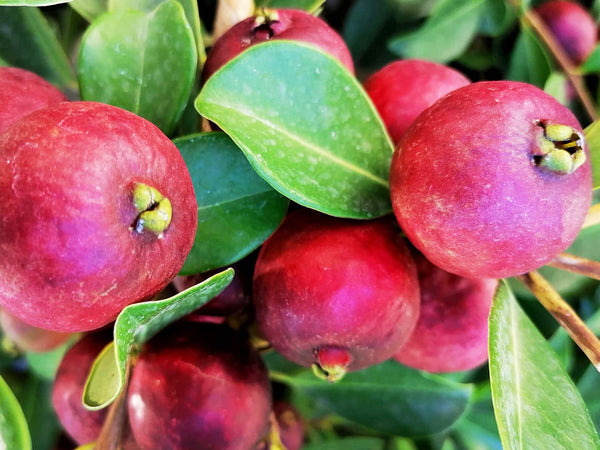 Psidium cattleianum - Strawberry Guava - Jurassicplants Nurseries