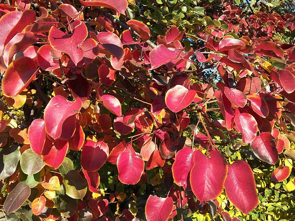 Pyrus pyraster - Wild Pear - Jurassicplants Nurseries