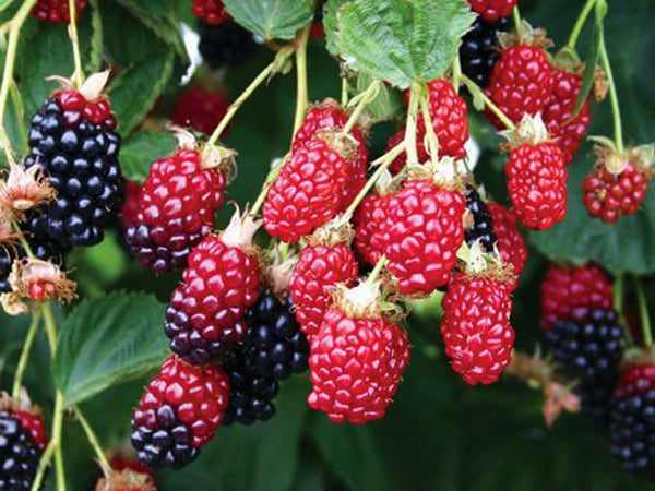 Rubus ursinus x idaeus - Boysonberry - Jurassicplants Nurseries