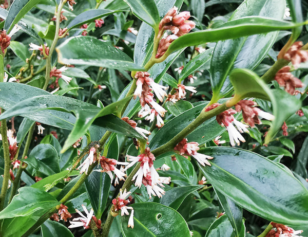 Sarcococca orientalis - Oriental Sweet Box - Jurassicplants Nurseries