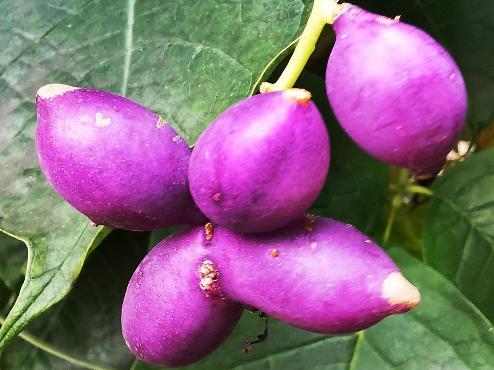 Sinofranchetia chinensis - Violet Climber - Jurassicplants Nurseries