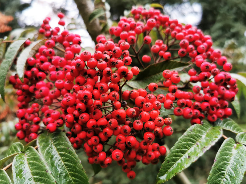 Sorbus wilsoniana - Chinese Rowan - Jurassicplants Nurseries